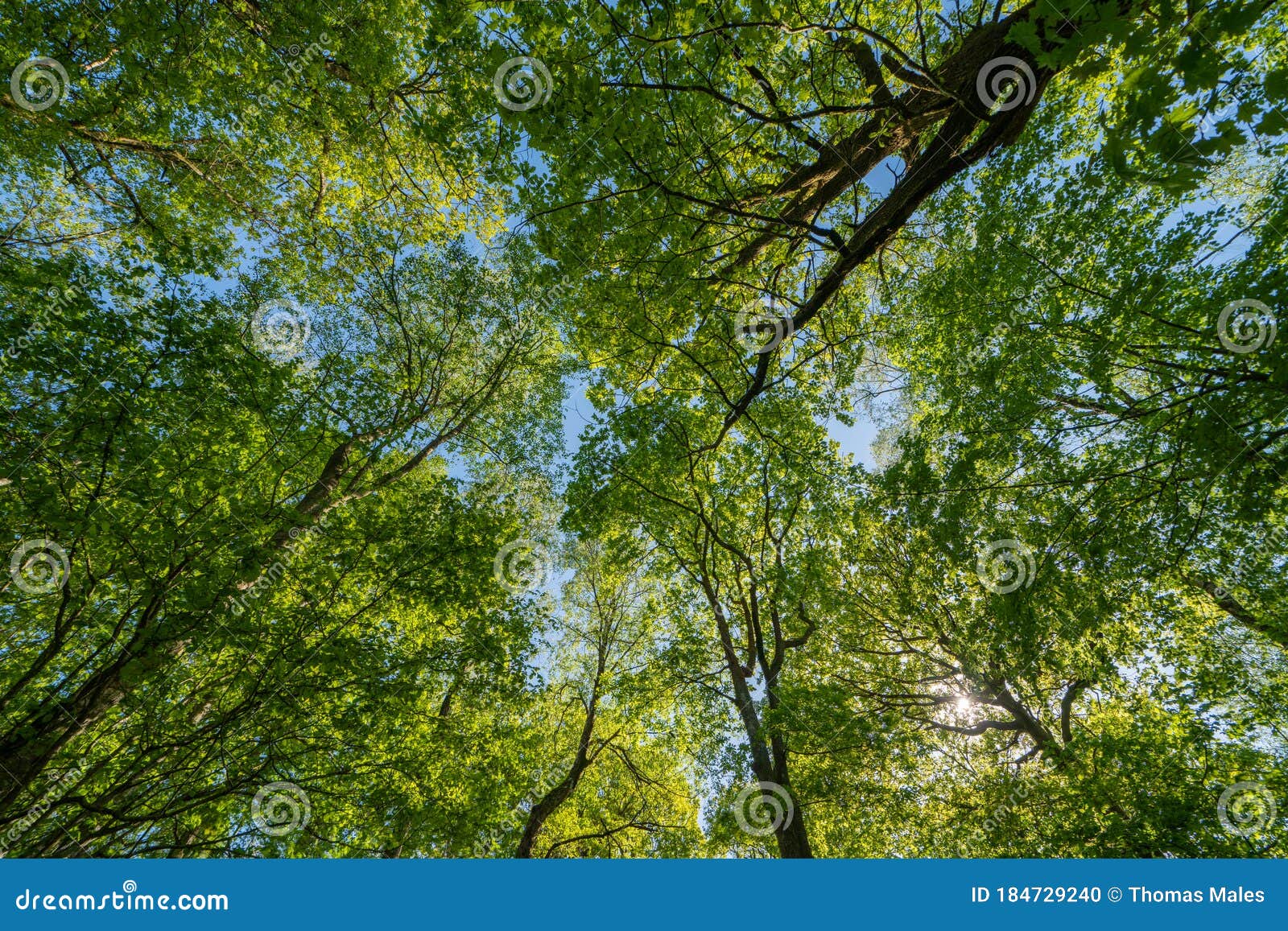 Forest looking up stock photo. Image of scenic, scenery - 184729240