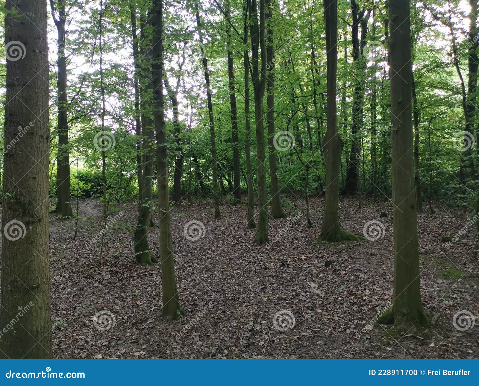 Forest with a Lot of Trees and Green Leaves Stock Photo - Image of ...