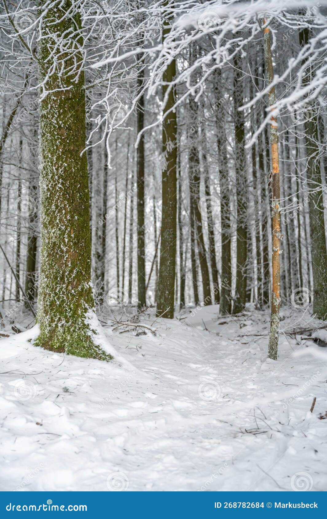 Forest, Lots of Tree Trunks in the Winter with Snow Stock Photo - Image ...