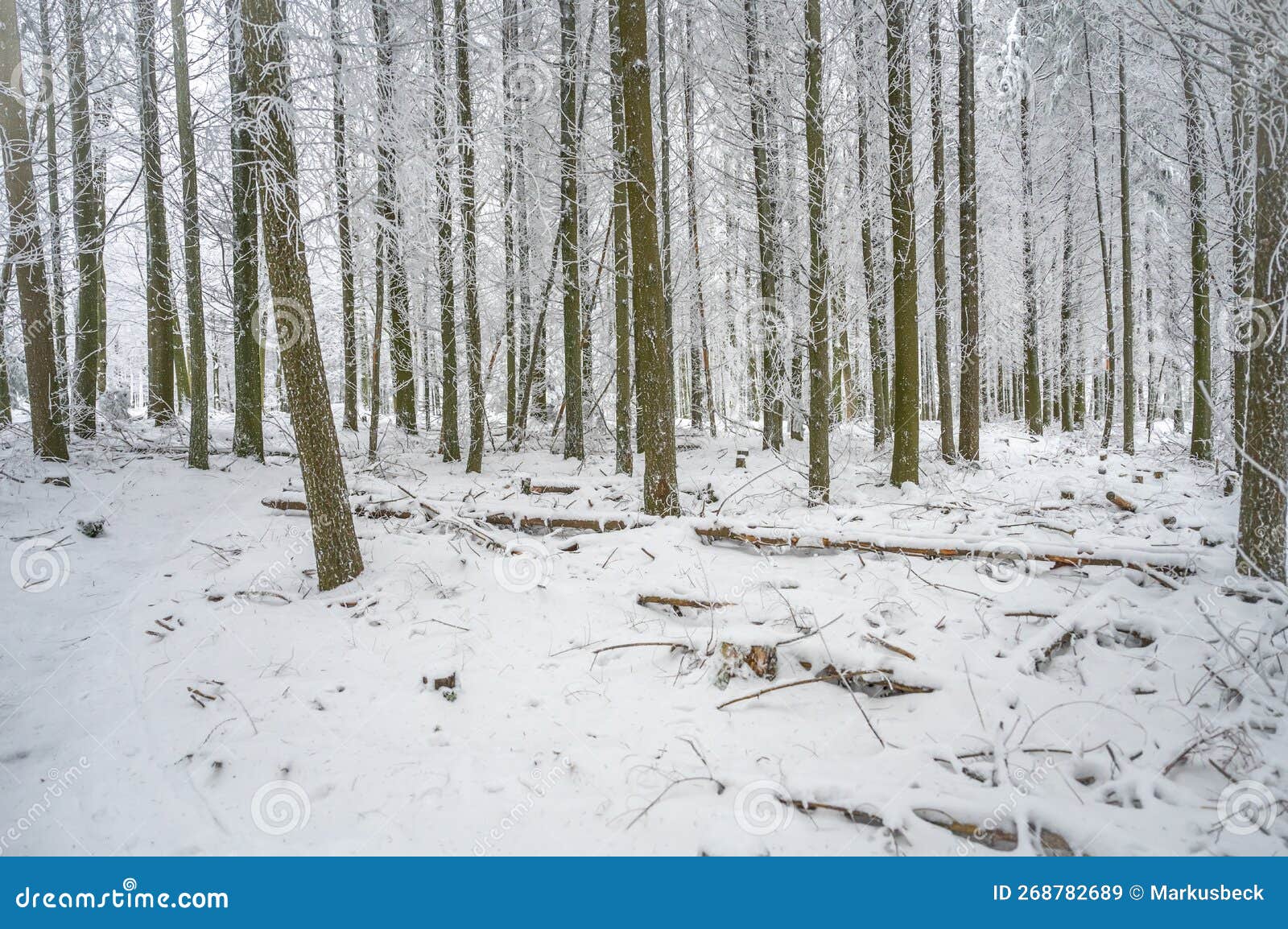 Forest, Lots of Tree Trunks in the Winter with Snow Stock Image - Image ...