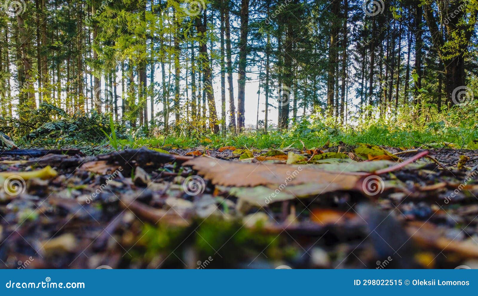 A Forest with Lots of Trees and Leaves on the Ground and a Bench in the ...
