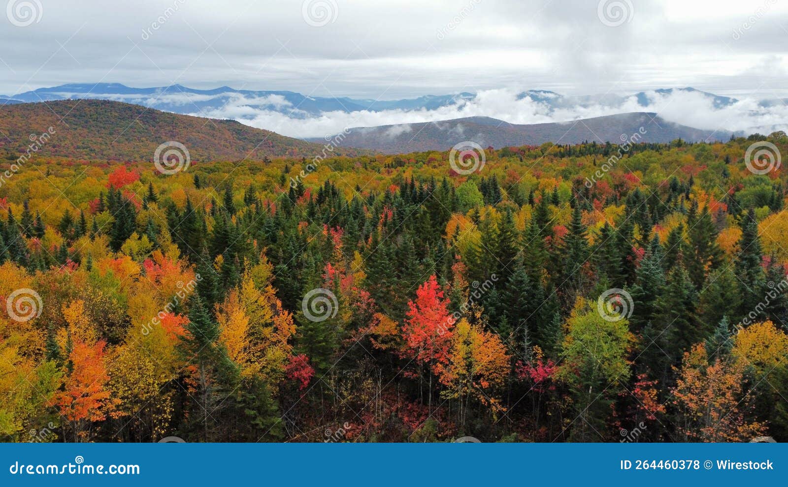 Forest with Lots of Trees and Mountains in the Background Stock Photo ...