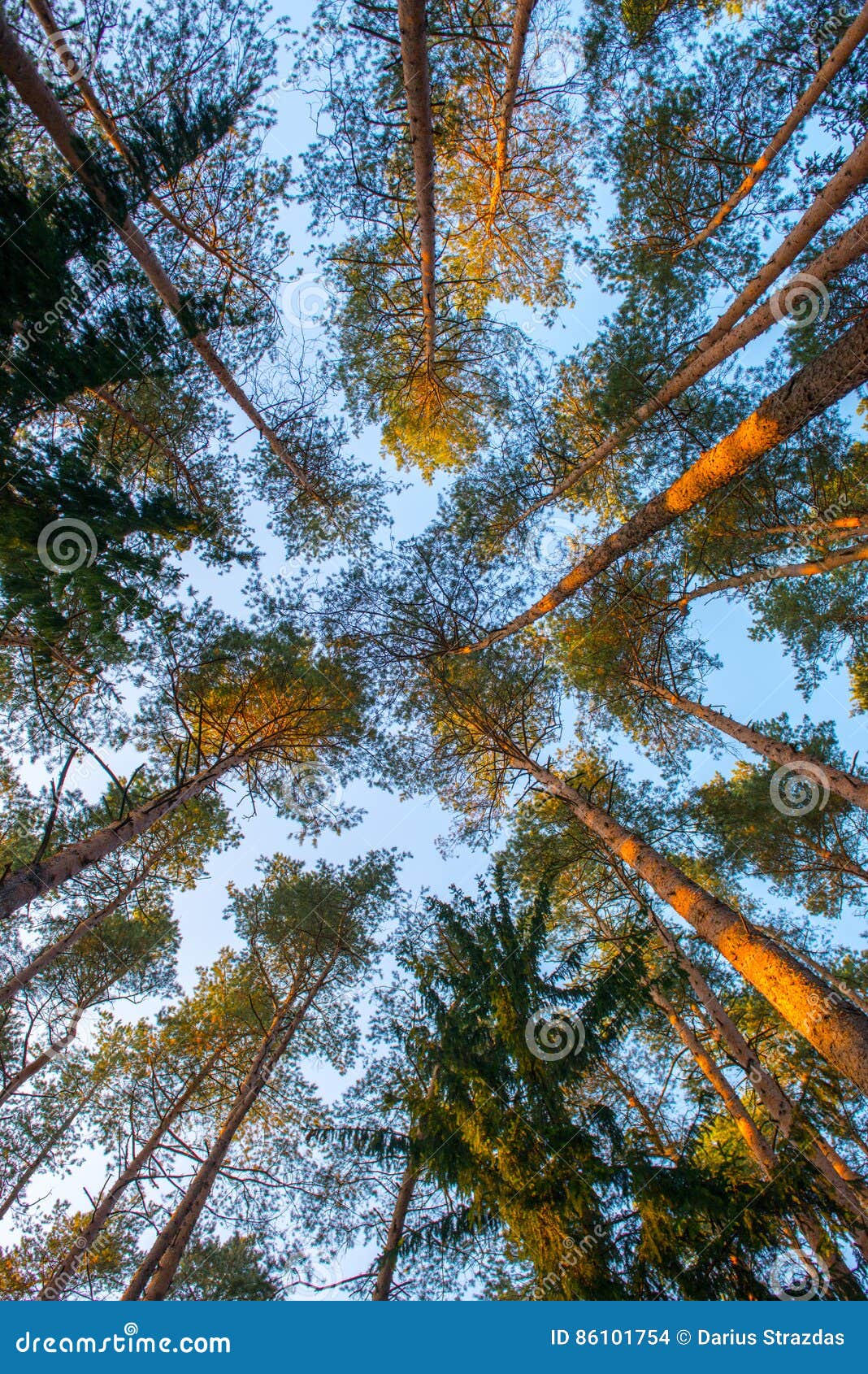 Forest low angle stock photo. Image of angle, wild, wallpaper - 86101754