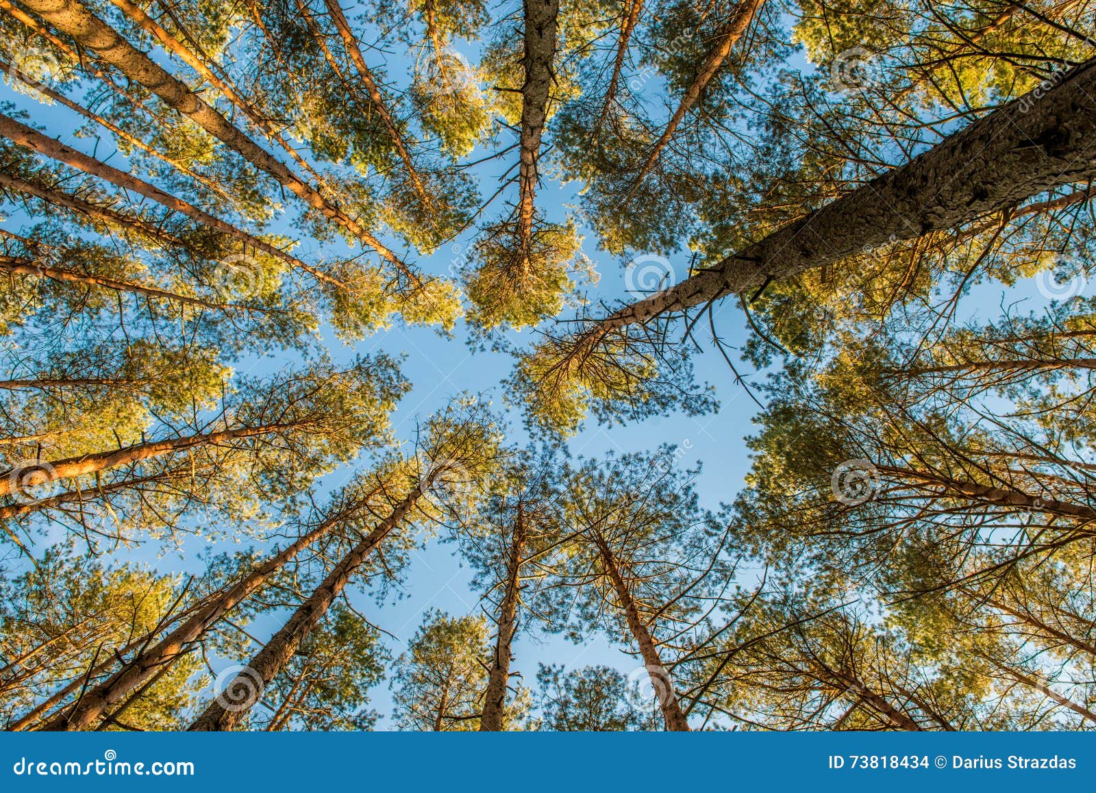 Forest low angle stock photo. Image of pinus, effect - 73818434