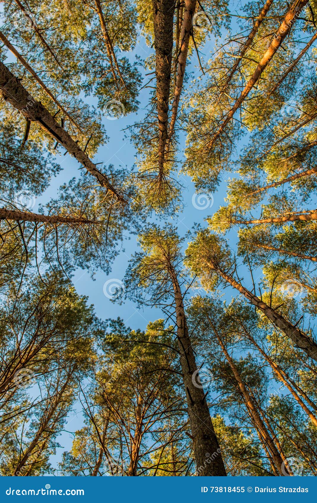 Forest low angle stock image. Image of view, light, trees - 73818455