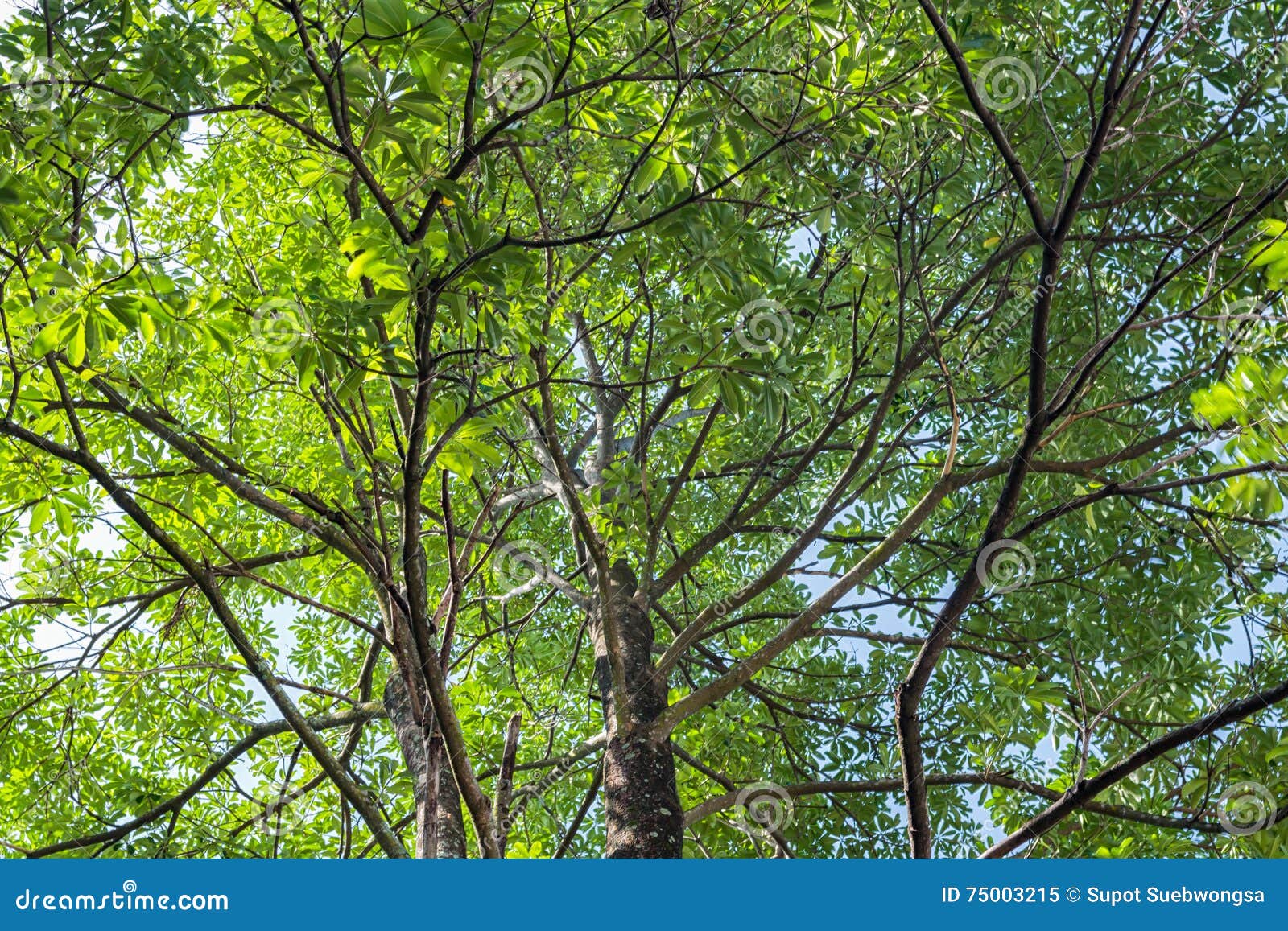 Forest low angle view stock image. Image of looking, green - 75003215