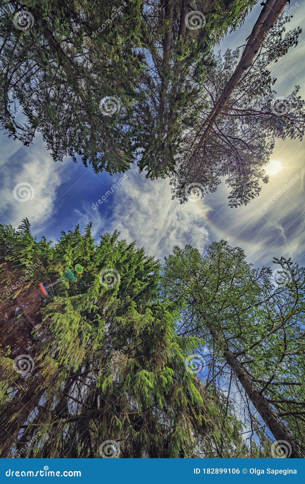 Forest Low Angle View To Sky and Sun Stock Photo - Image of people ...