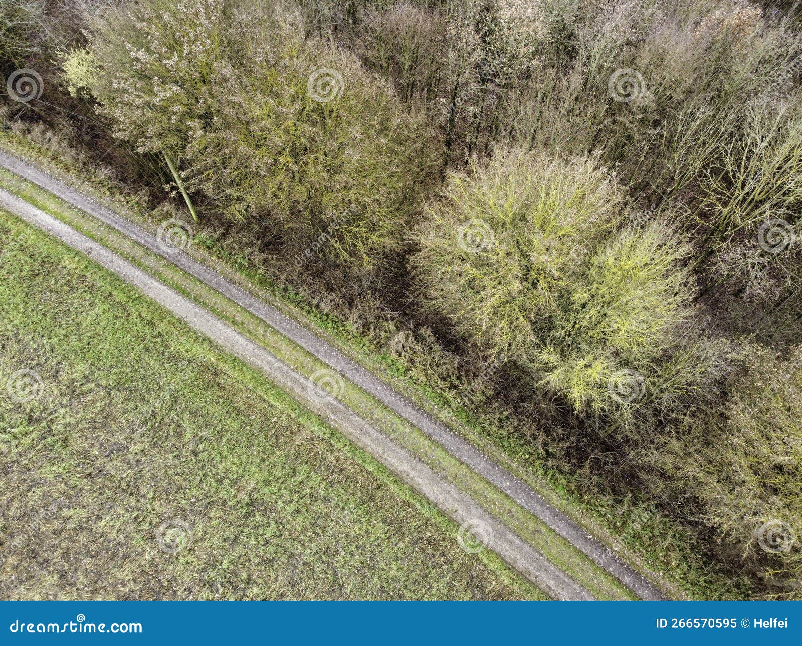 Forest in Lush Green with Healthy Conifers Stock Image - Image of ...