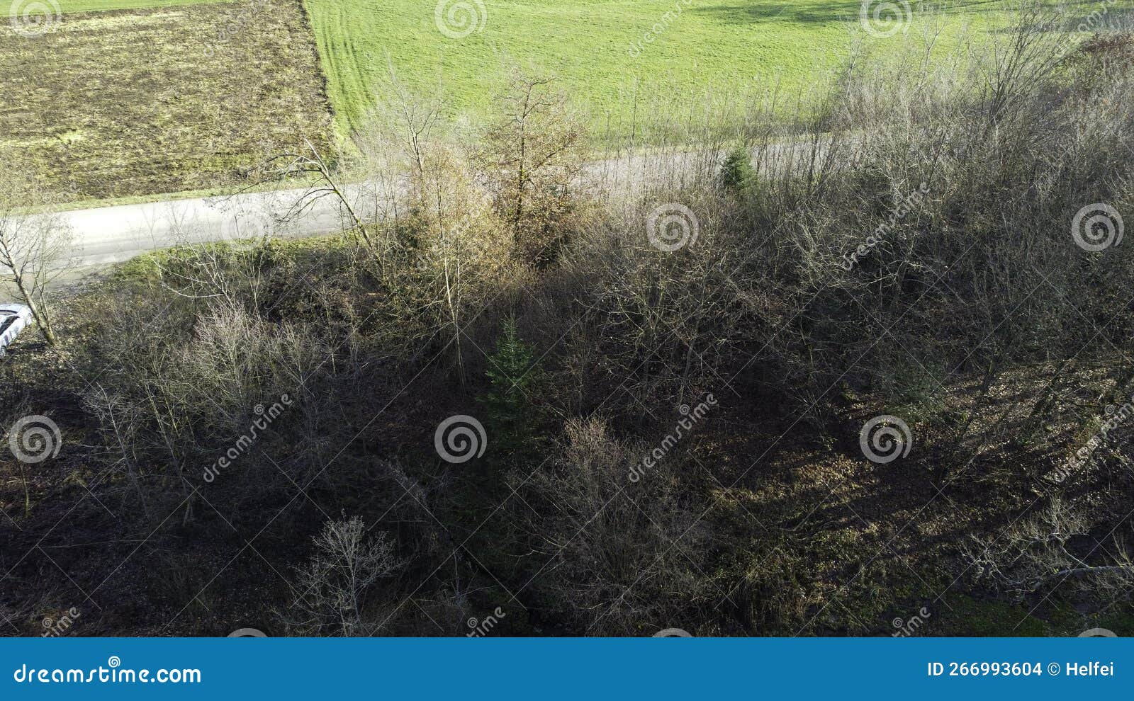 Forest in Lush Green with Healthy Conifers Stock Photo - Image of pine ...