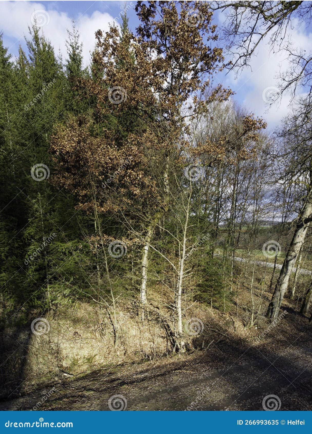 Forest in Lush Green with Healthy Conifers Stock Image - Image of lush ...