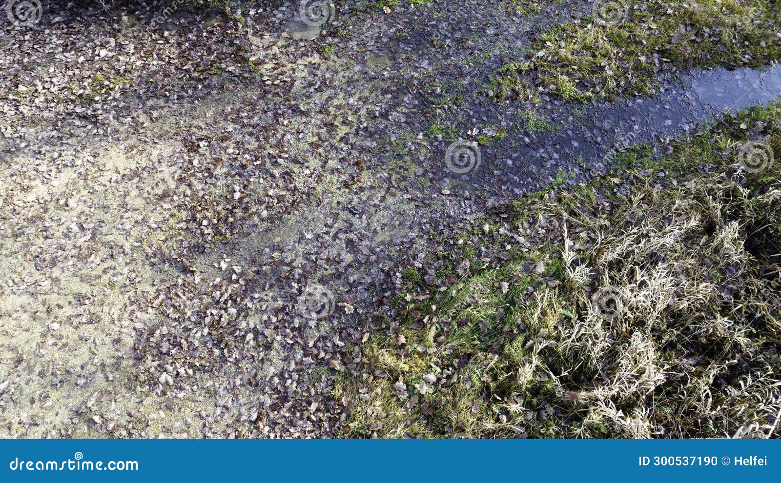 Forest in Lush Green with Healthy Conifers Stock Photo - Image of lush ...