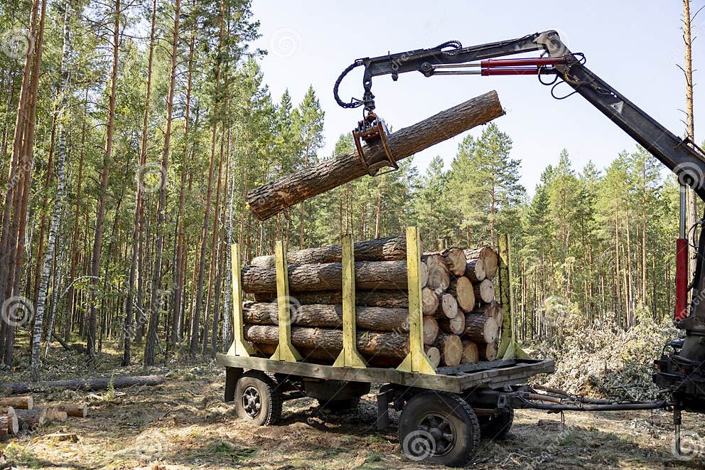 Professional Logging. the Process of Loading Logs Onto a Trailer for ...