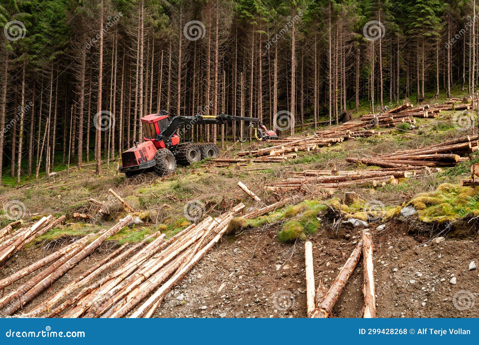 Forest Machine at Work in the Forest Stock Photo - Image of standing ...