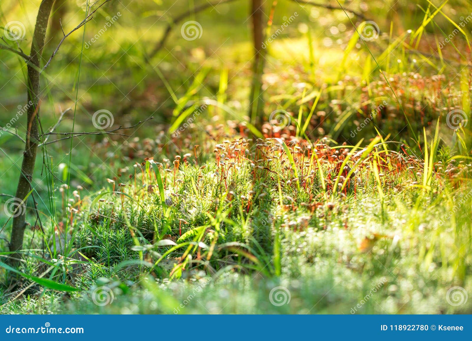 Forest macro wallpaper stock photo. Image of summer - 118922780