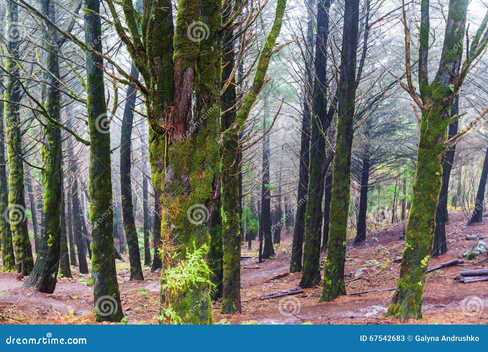 Forest on Madeira stock image. Image of hiking, brook - 67542683
