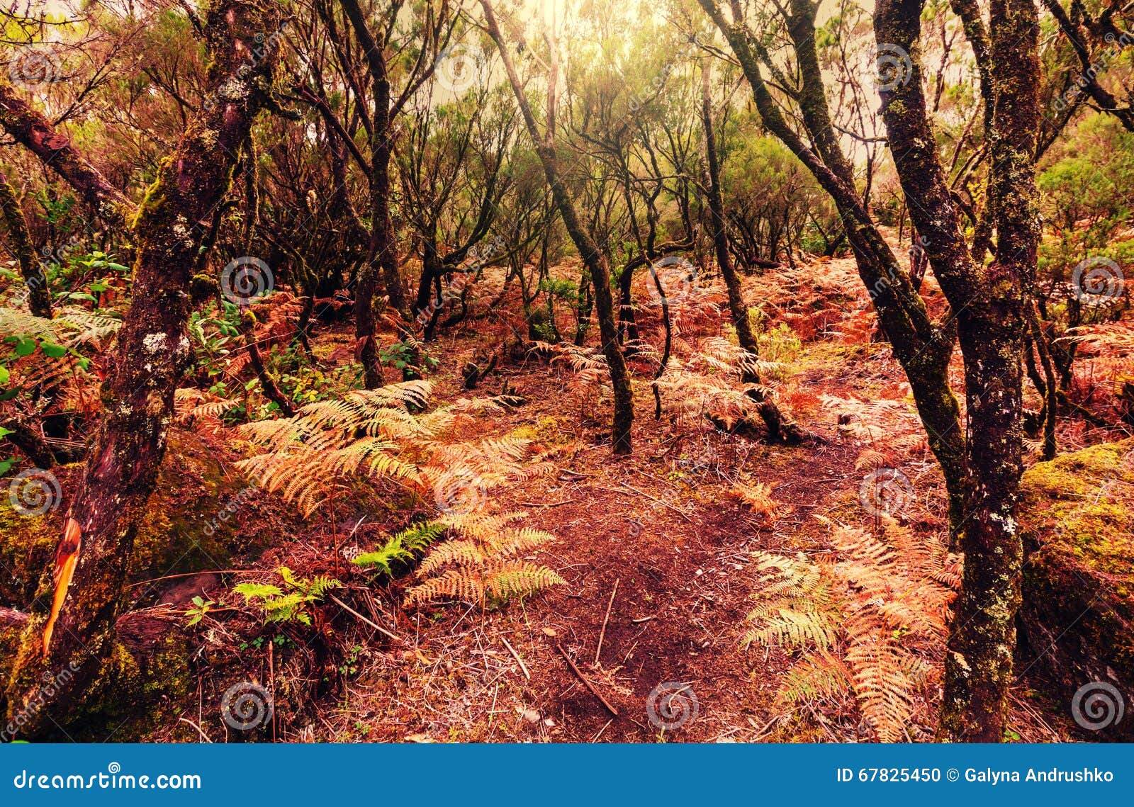 Forest in Madeira stock photo. Image of hiking, grass - 67825450