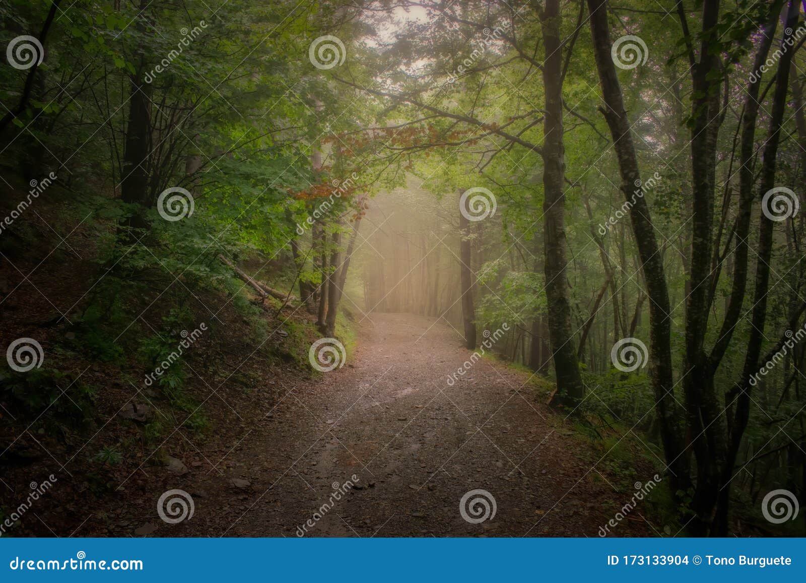 Forest magic path stock photo. Image of fantasy, dreams - 173133904