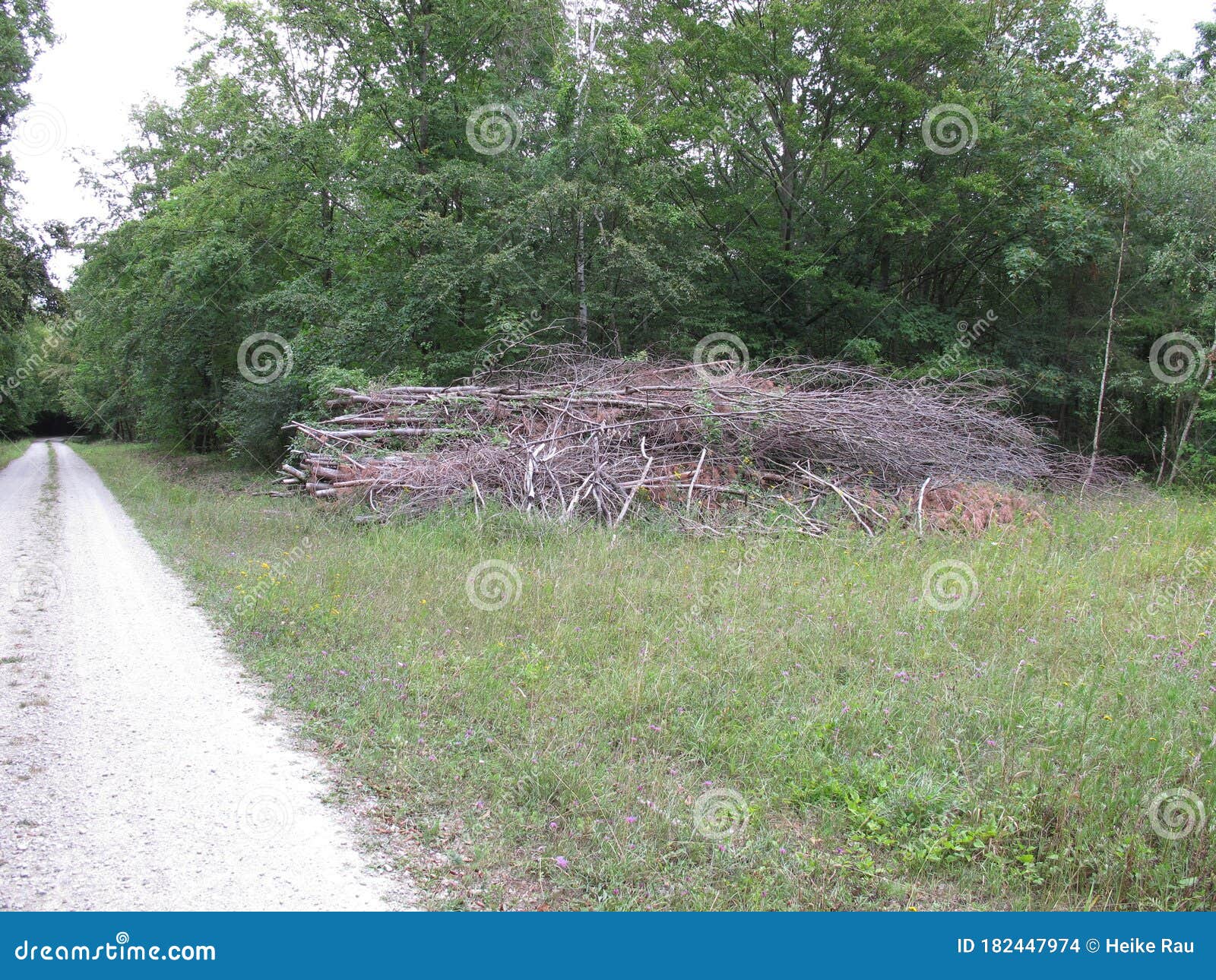 Forest Maintenance and Cleanup in the Forest Stock Photo - Image of ...