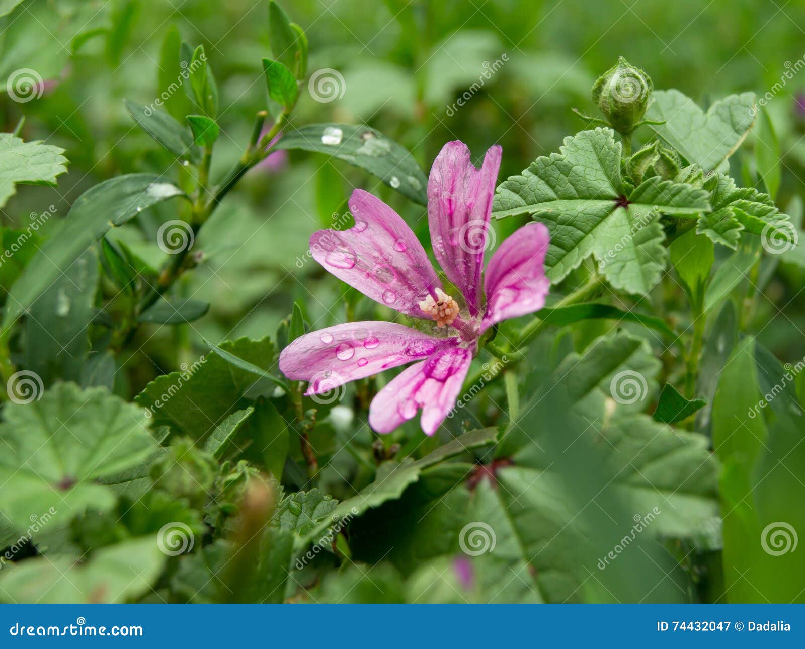 Forest Mallow (Malva Sylvestris) Stock Image - Image of common ...