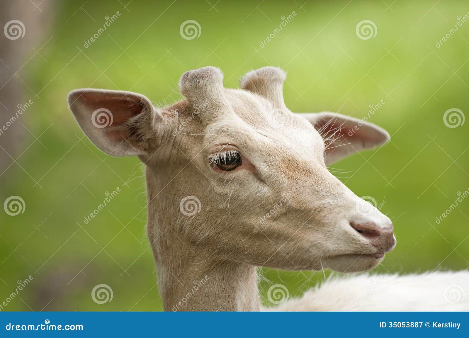 Forest mammals stock image. Image of vertebrate, antlers - 35053887