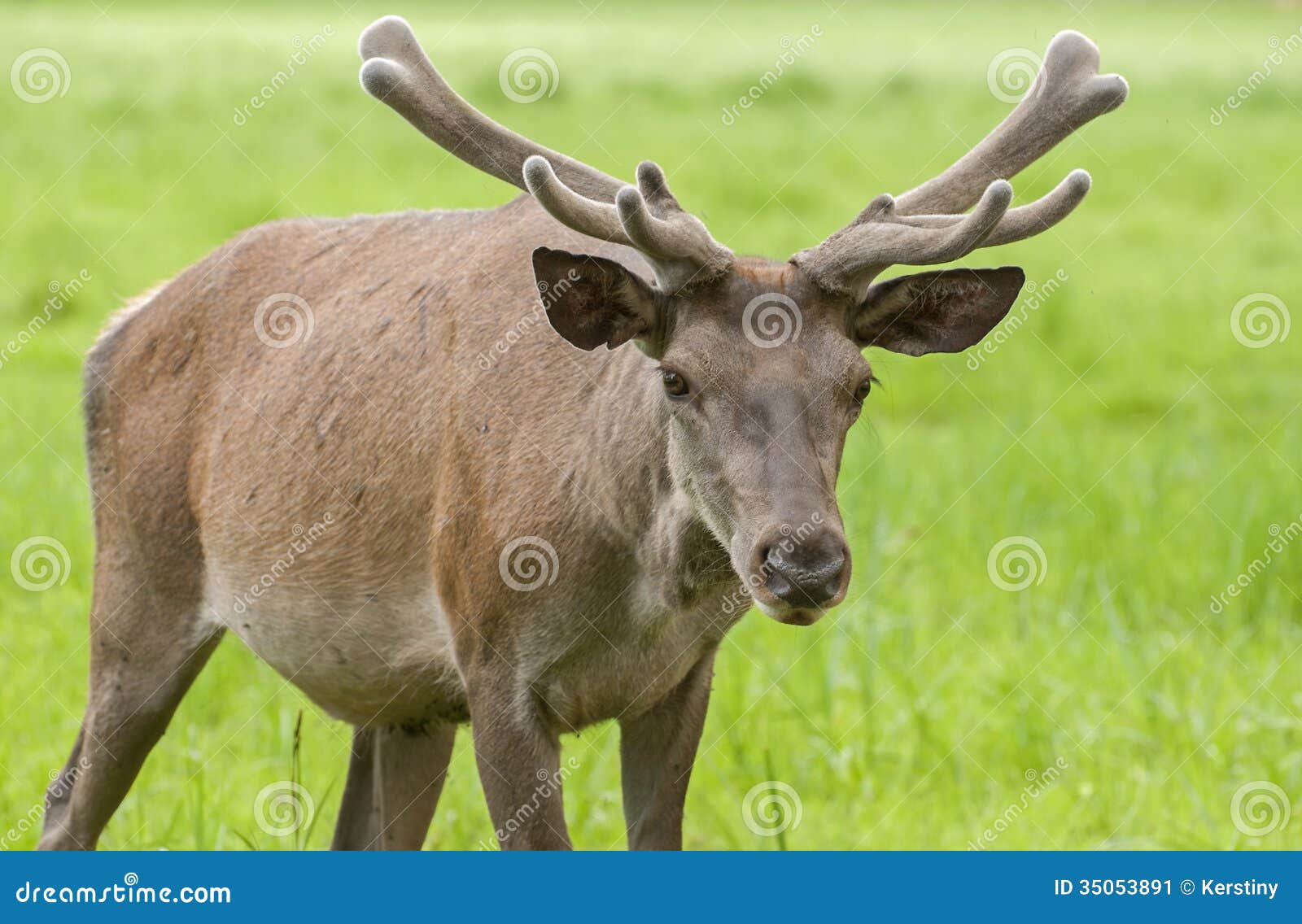 Forest mammals stock image. Image of natural, mammal - 35053891