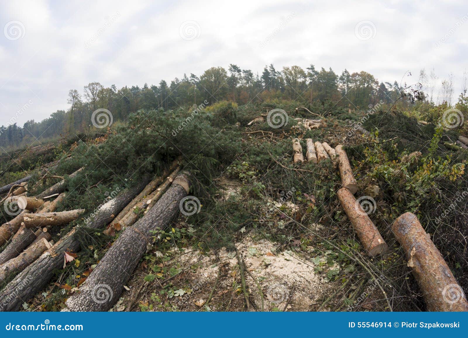 Forest management stock photo. Image of forest, lumberjack - 55546914
