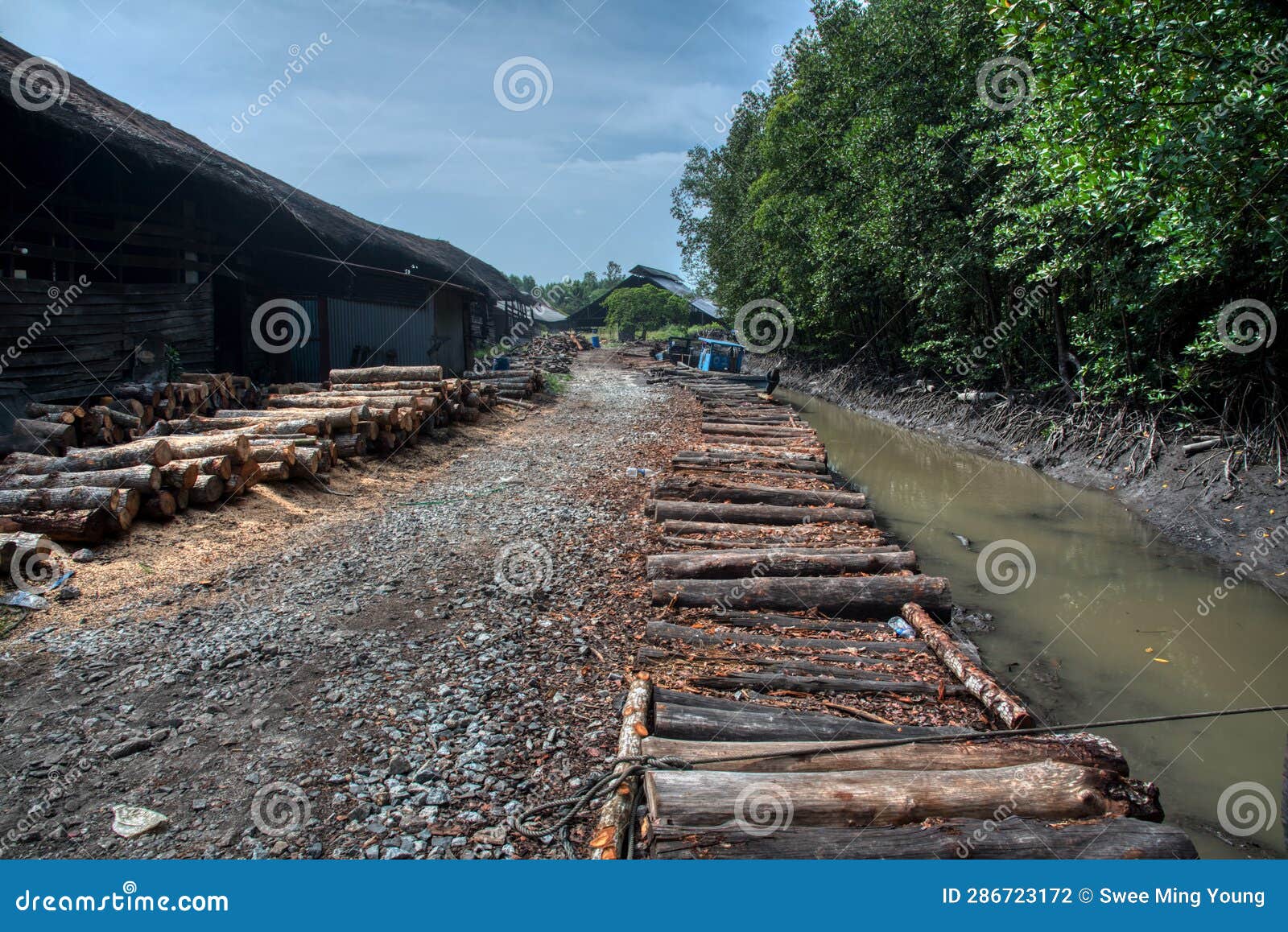 The Forest Mangrove Logs are Transported and Left Drying at the River ...