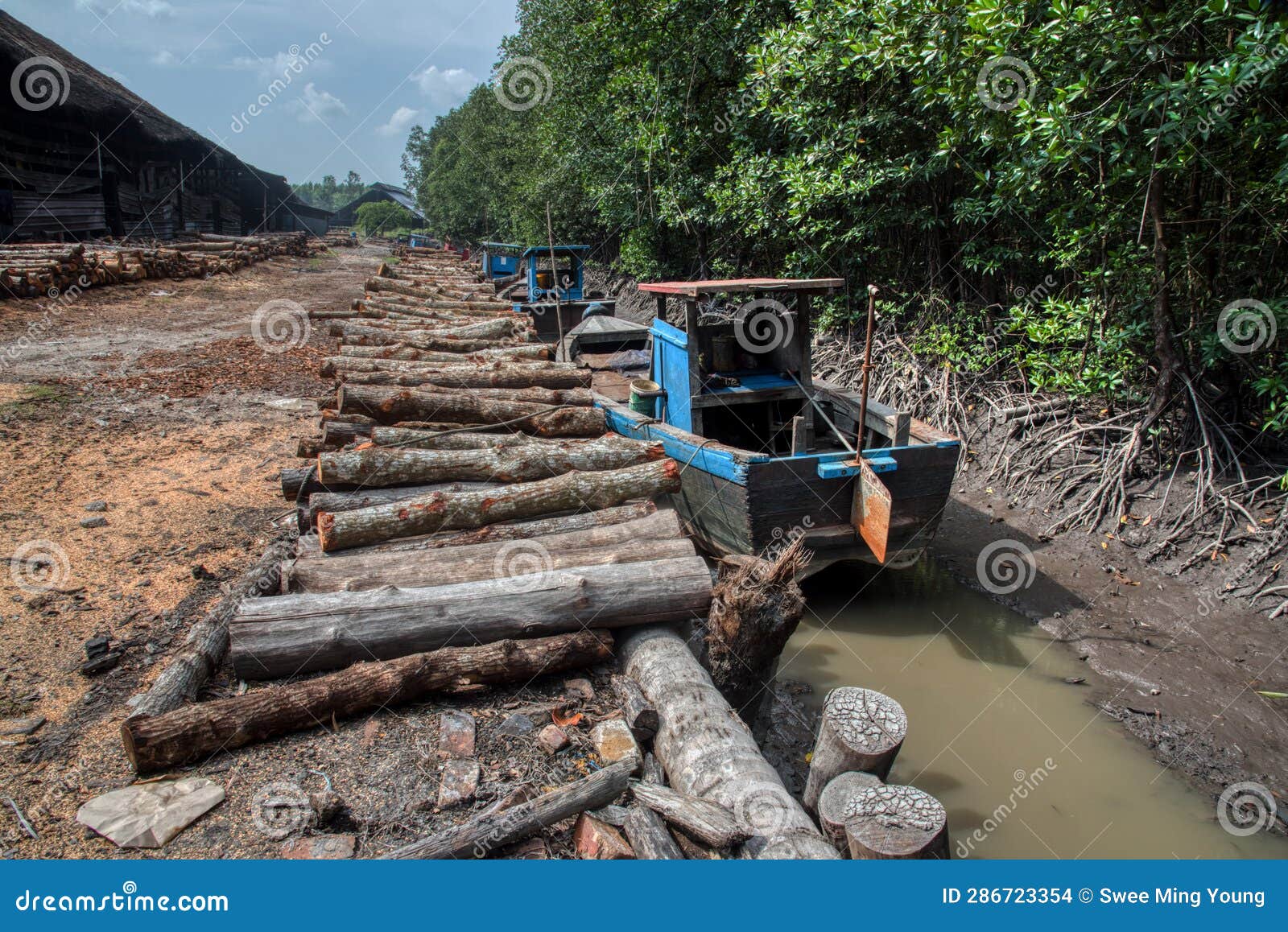 The Forest Mangrove Logs are Transported and Left Drying at the River ...