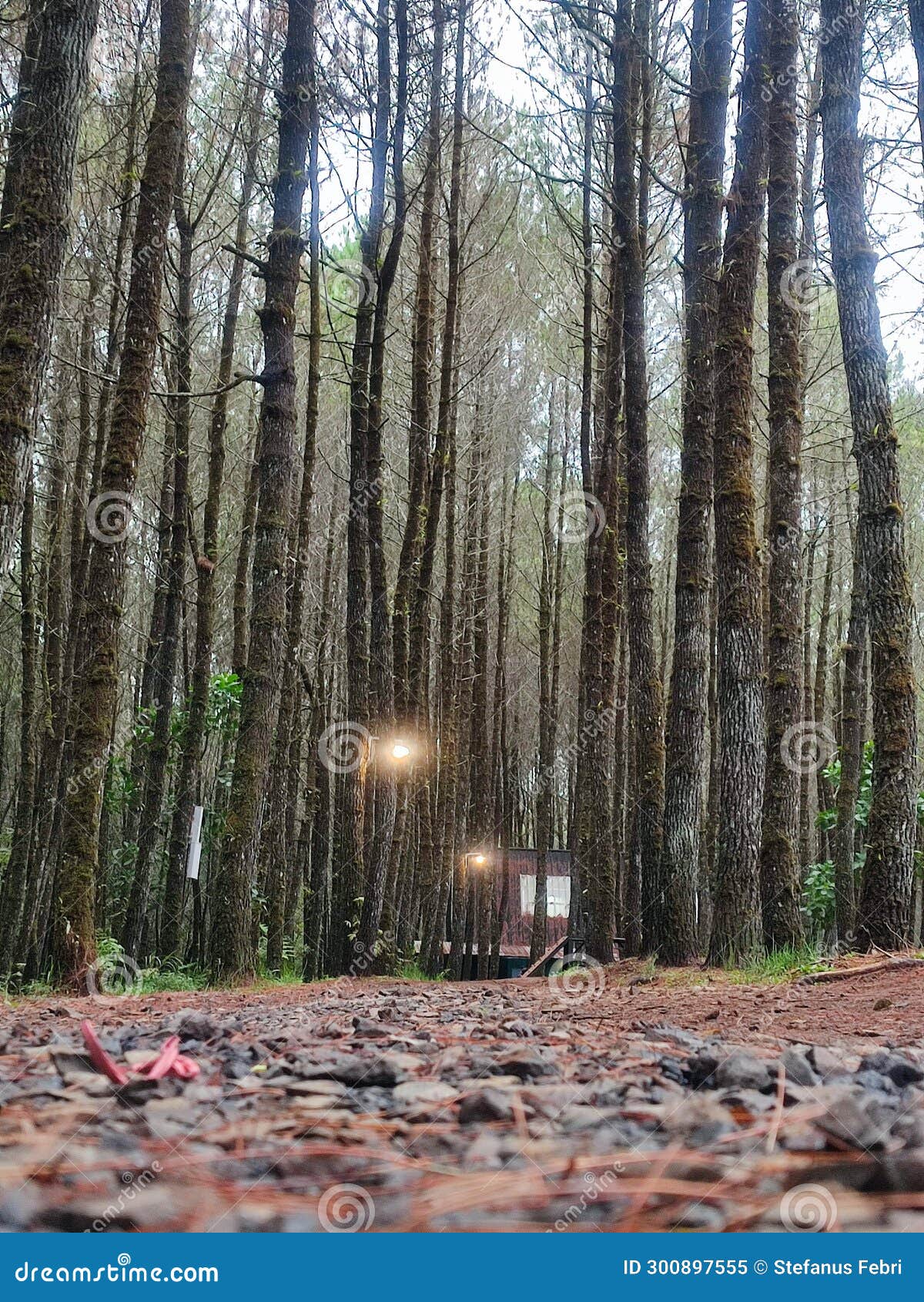 Forest with Many Pine Trees Stock Image - Image of nature, rock: 300897555