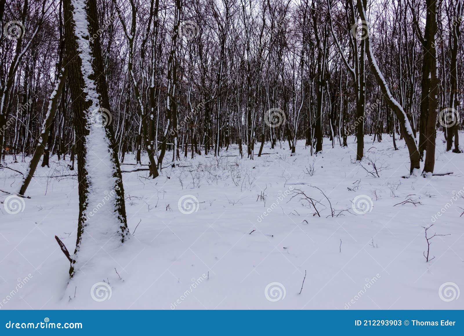 Forest with Many Thin Trees and Snow Stock Image - Image of nature ...