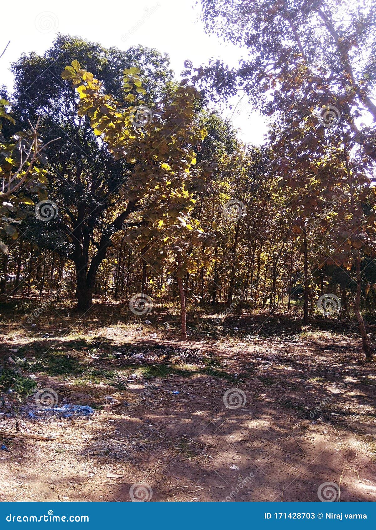 A Forest Many Type of Tree Good Look Stock Image - Image of tree, look ...