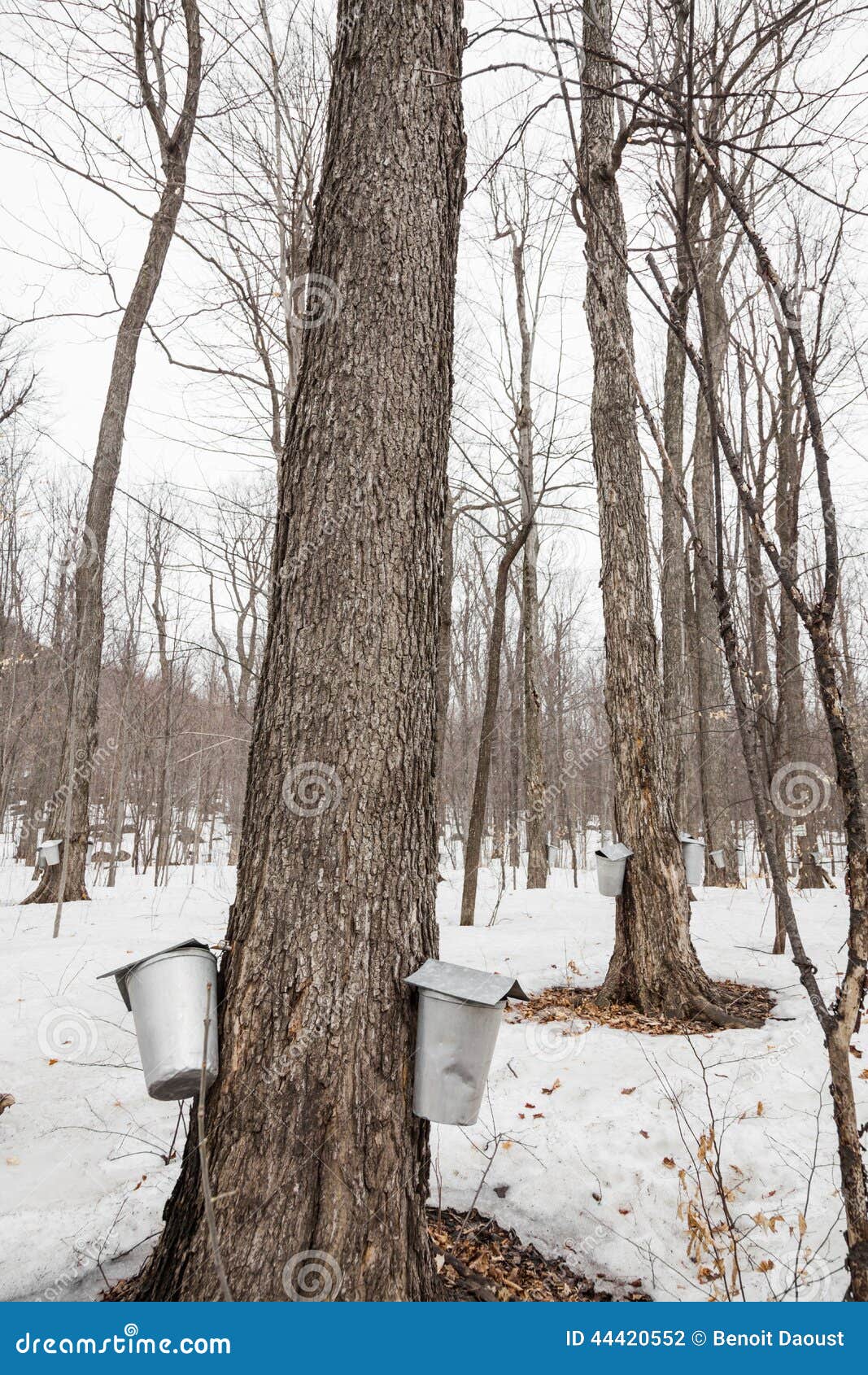 Forest of Maple Sap Buckets on Trees Stock Photo - Image of season ...