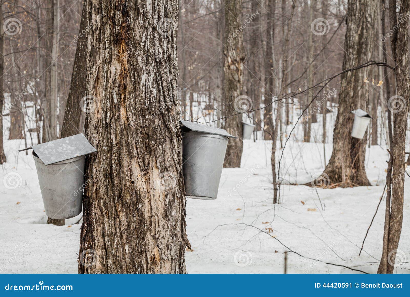 Forest of Maple Sap Buckets on Trees Stock Image - Image of gather ...
