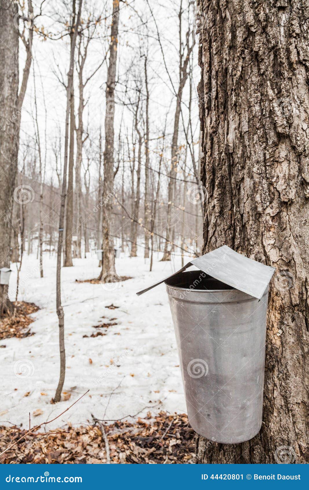 Forest of Maple Sap Buckets on Trees Stock Image - Image of collecting ...