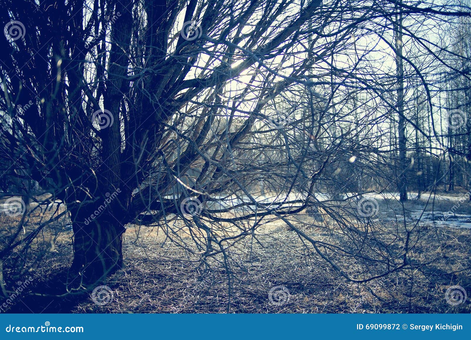 Forest in March month stock photo. Image of beautiful - 69099872