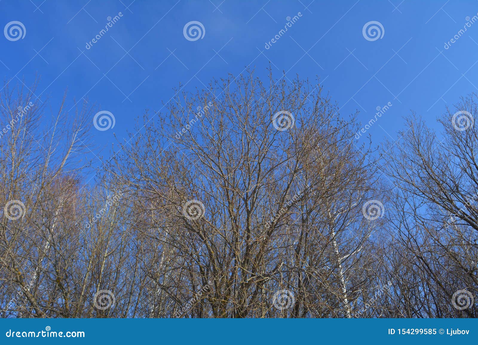Forest in March. Trees on the Background of Clear Blue Sky Stock Image ...
