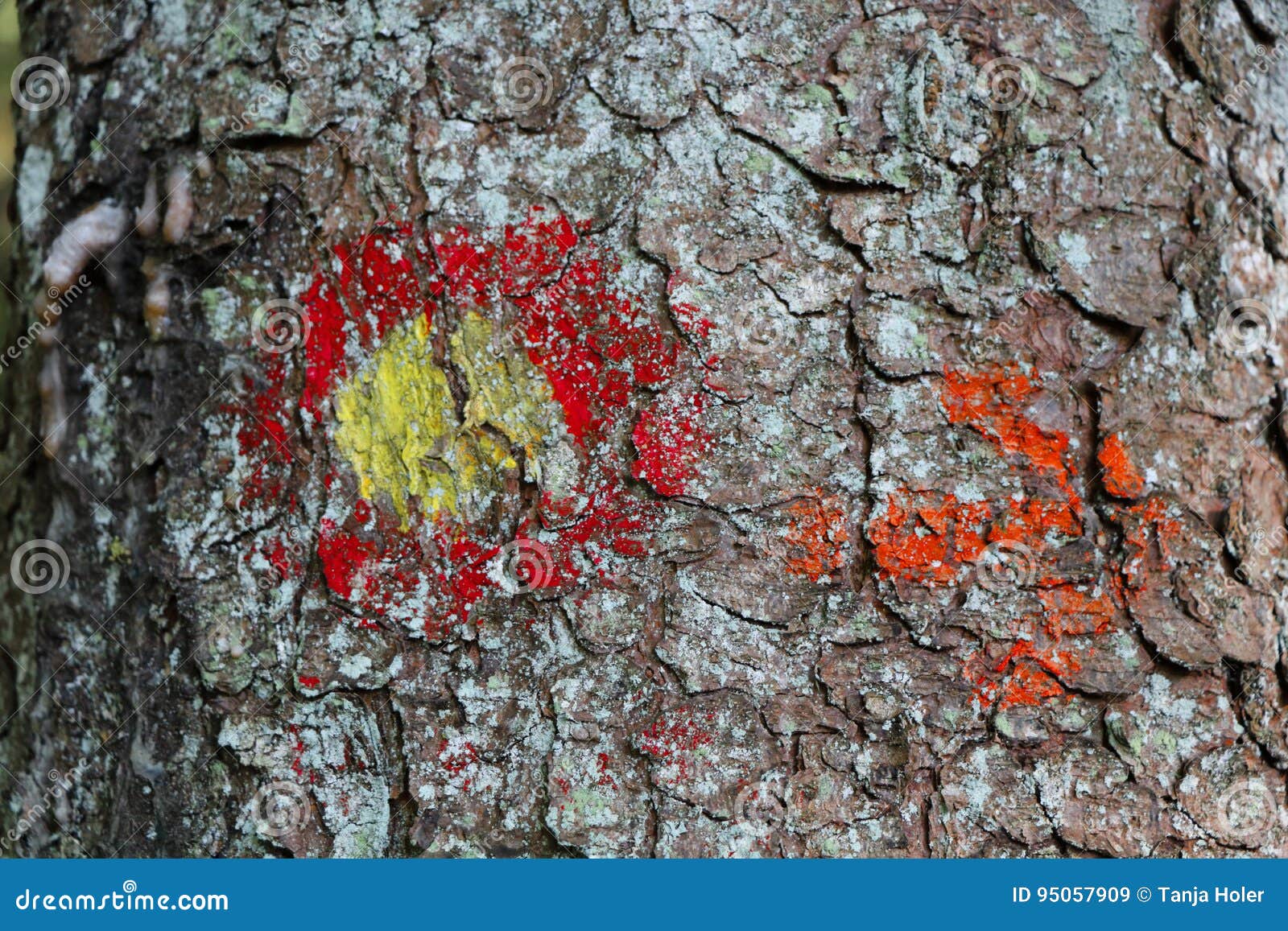 Forest markings stock image. Image of trail, trunk, orange - 95057909