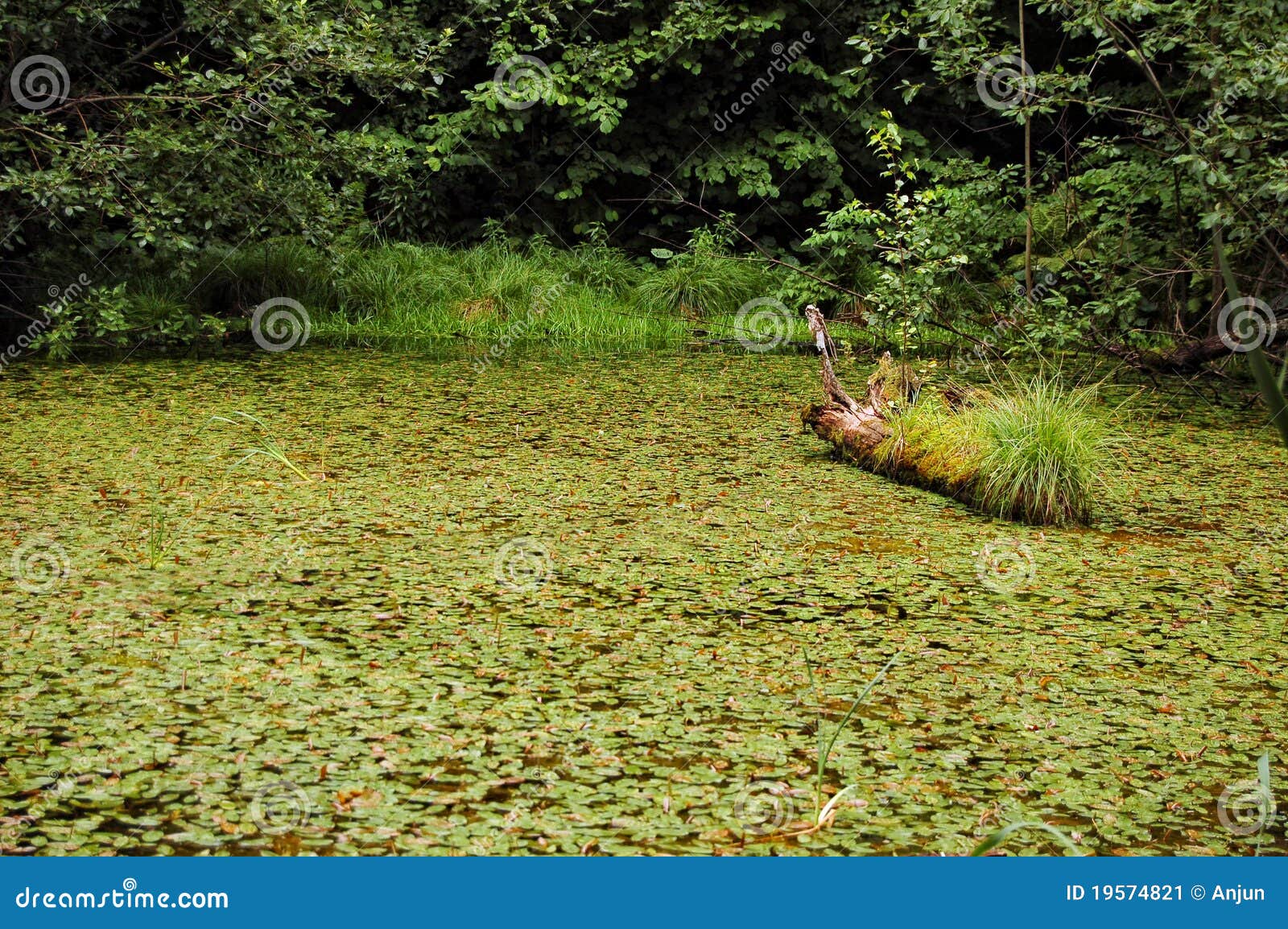 Forest marsh stock image. Image of rainy, reservoir, reserve - 19574821