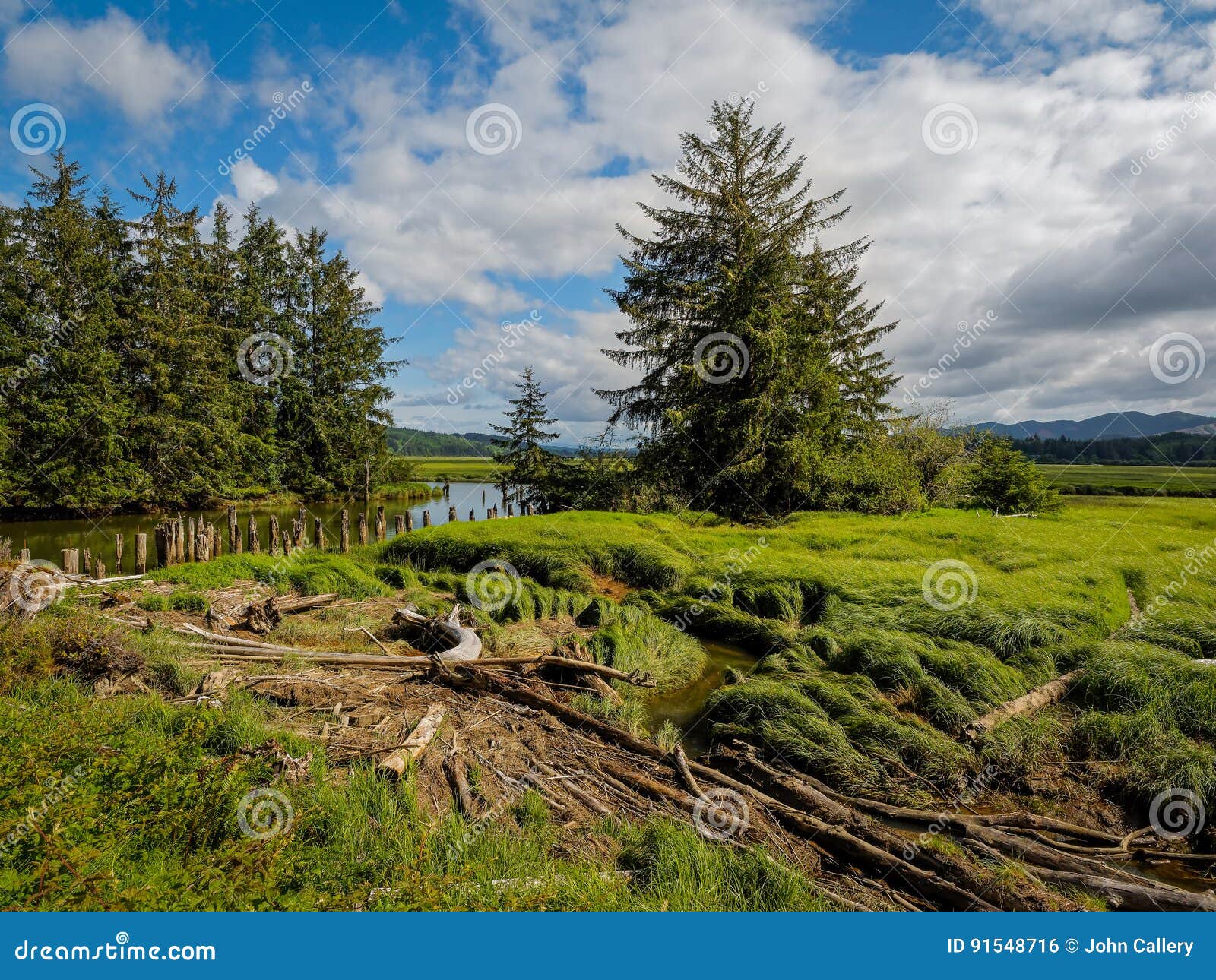 Forest Marsh stock photo. Image of landscape, evergreen - 91548716
