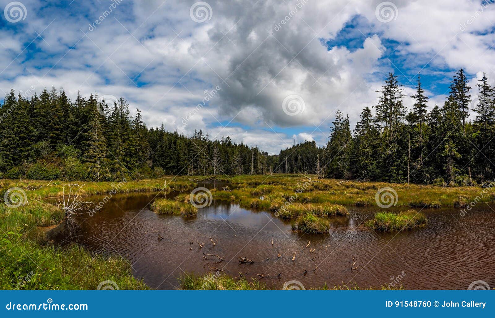 Forest Marsh stock photo. Image of swamp, bank, nature - 91548760