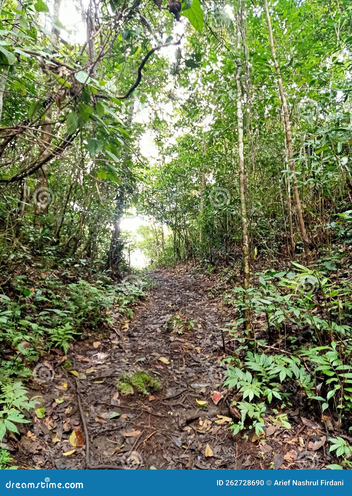 Forest in Maybrat West Papua Indonesia Stock Photo - Image of forest ...