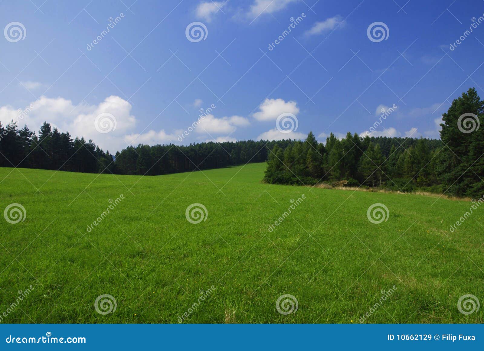 Forest and meadow stock image. Image of landscape, forest - 10662129