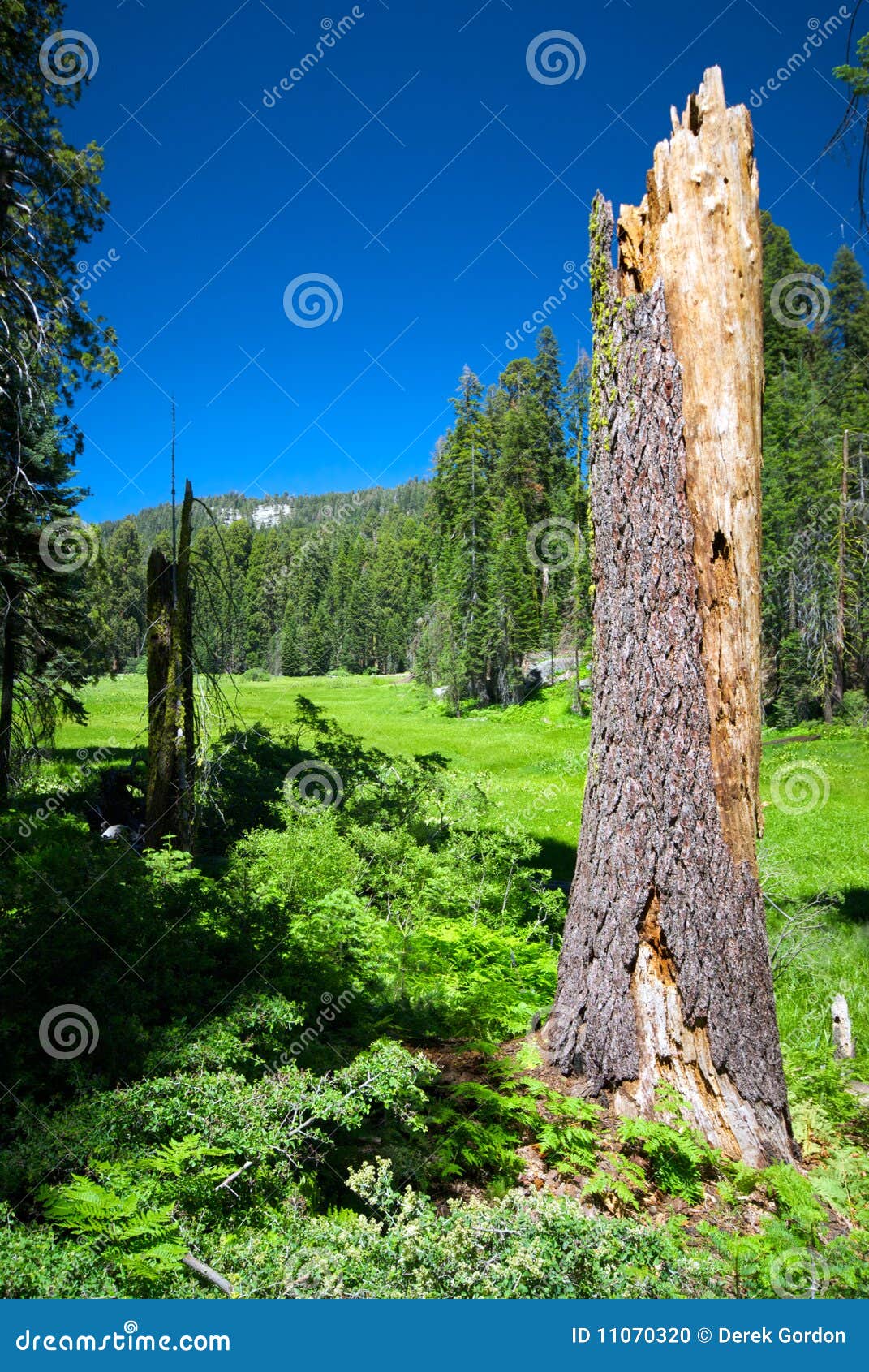 Forest Meadow stock photo. Image of cloud, field, idyllic - 11070320