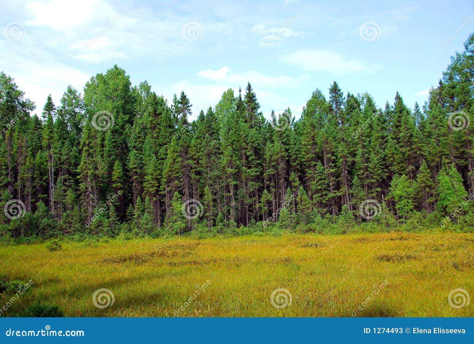 Forest and meadow stock image. Image of grass, landscape - 1274493
