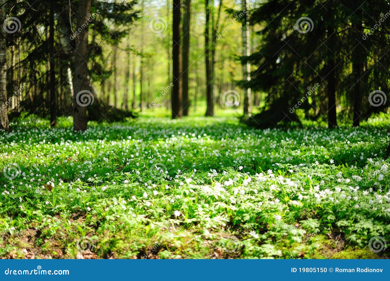 Forest meadow stock photo. Image of green, outdoors, sunny - 19805150
