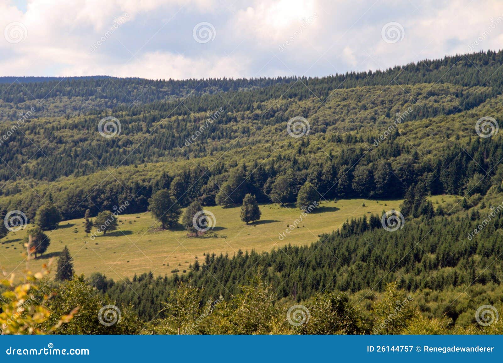 Forest meadow stock image. Image of nature, landscape - 26144757