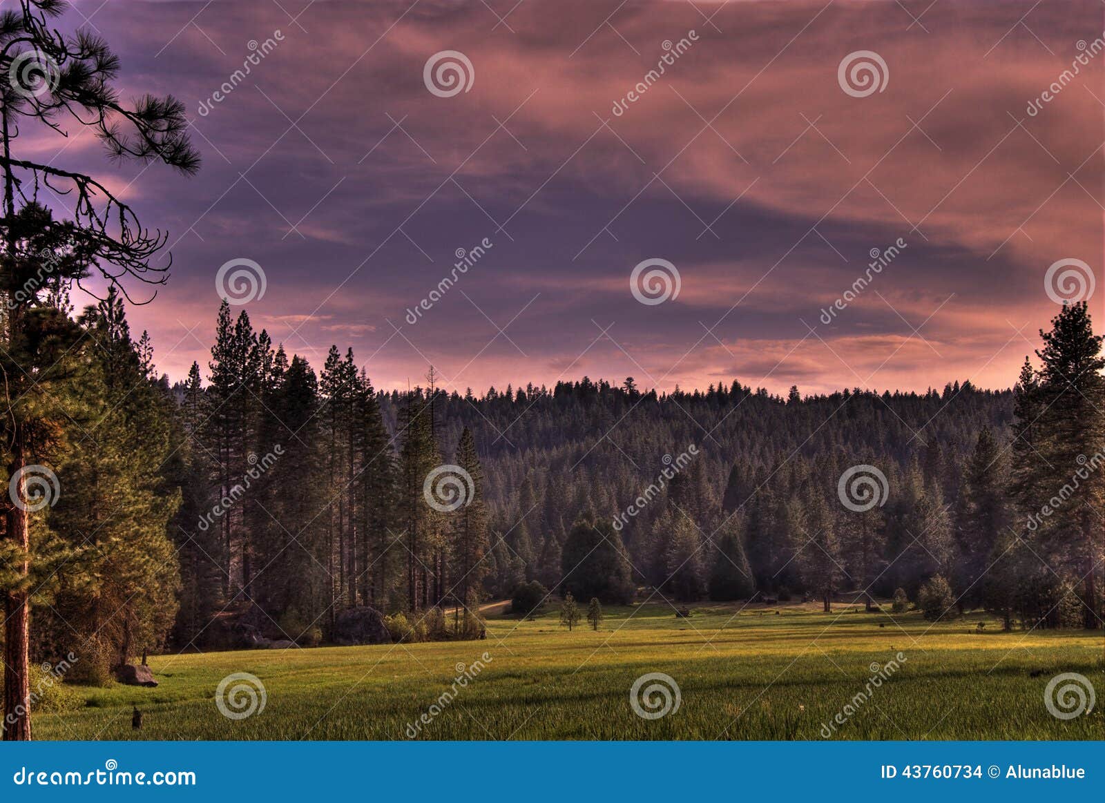Forest Meadow 0349 foto de archivo. Imagen de denso, relajante - 43760734