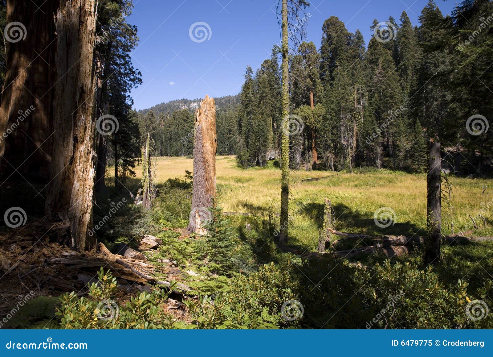 Forest meadow. stock image. Image of death, autumn, lumber - 6479775