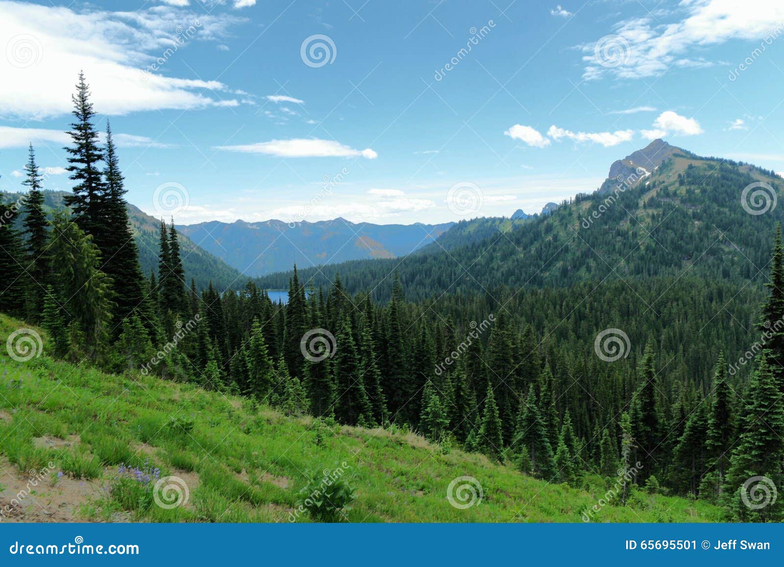 Forest meadow stock image. Image of poutdoors, crest - 65695501