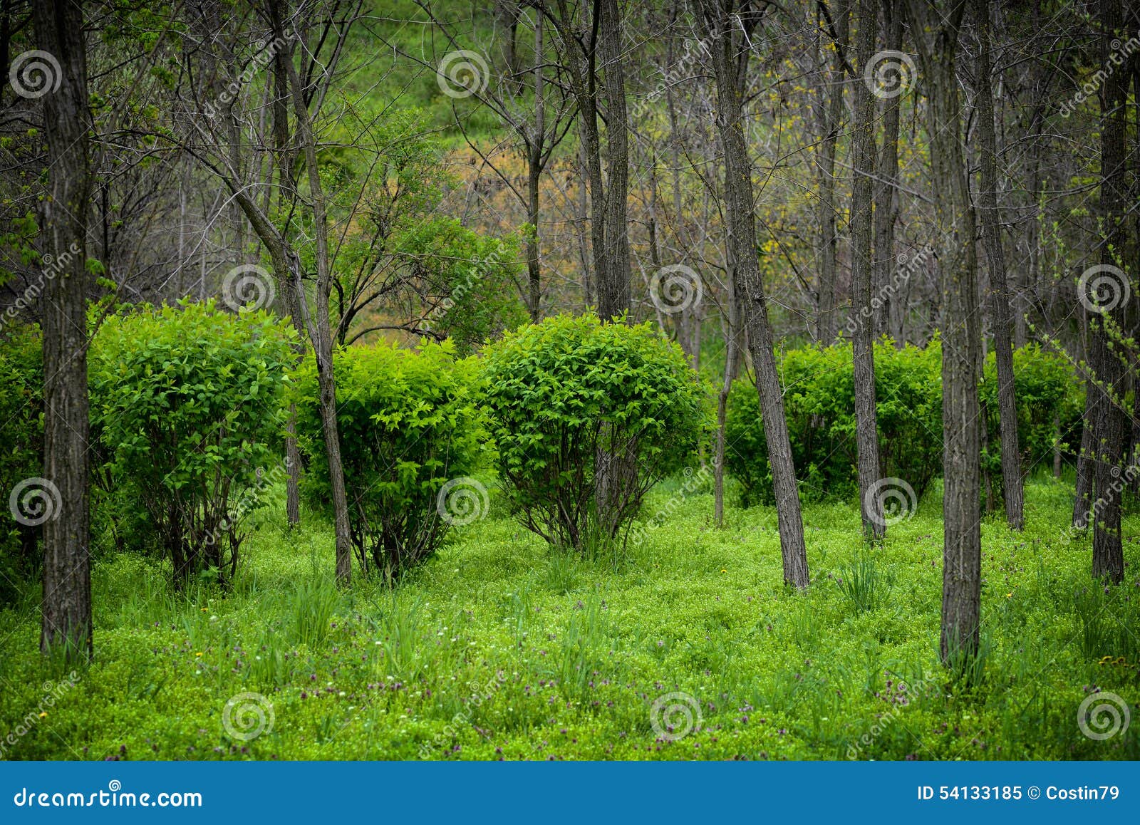 Forest meadow bushes stock image. Image of meadow, park - 54133185